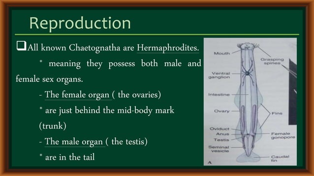 Phylum Chaetognatha ( Arrow Worms ) | PPTX