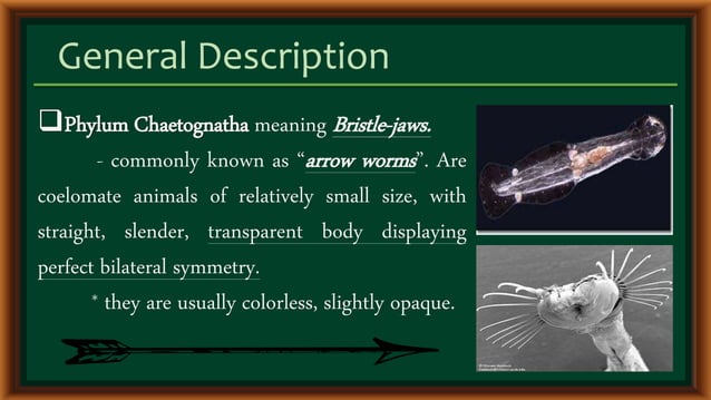 Phylum Chaetognatha ( Arrow Worms ) | PPT
