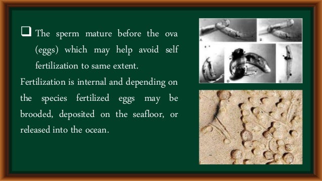 Phylum Chaetognatha ( Arrow Worms )