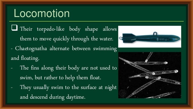 Phylum Chaetognatha ( Arrow Worms )