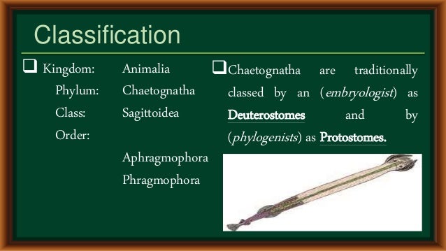 Phylum Chaetognatha ( Arrow Worms )