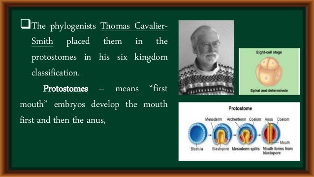 Phylum Chaetognatha ( Arrow Worms )
