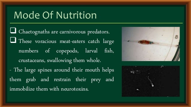 Phylum Chaetognatha ( Arrow Worms )