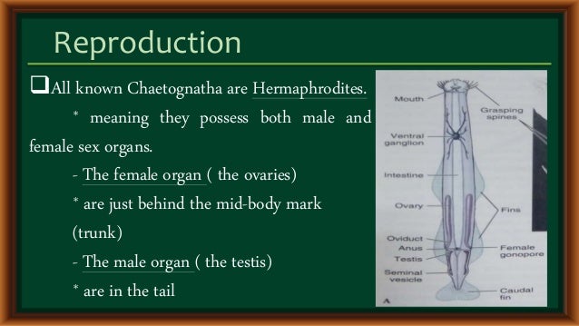 Phylum Chaetognatha ( Arrow Worms )