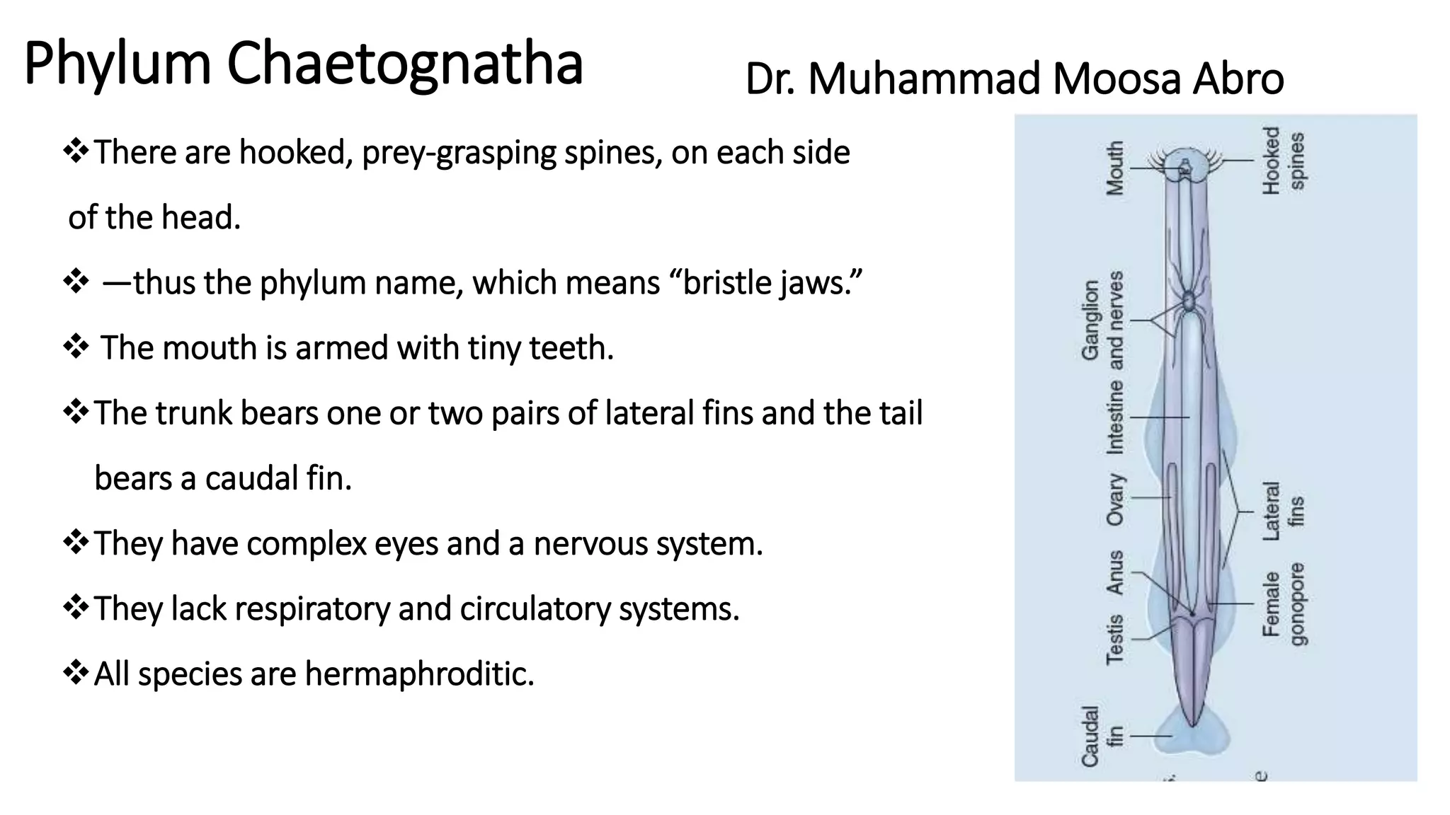 Phylum Chaetognatha.pptx