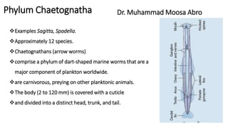 Phylum Chaetognatha.pptx