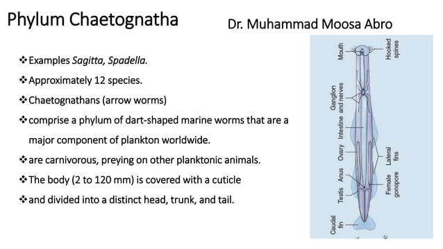 Phylum Chaetognatha.pptx