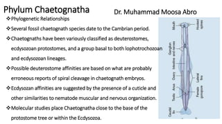 Phylum Chaetognatha.pptx
