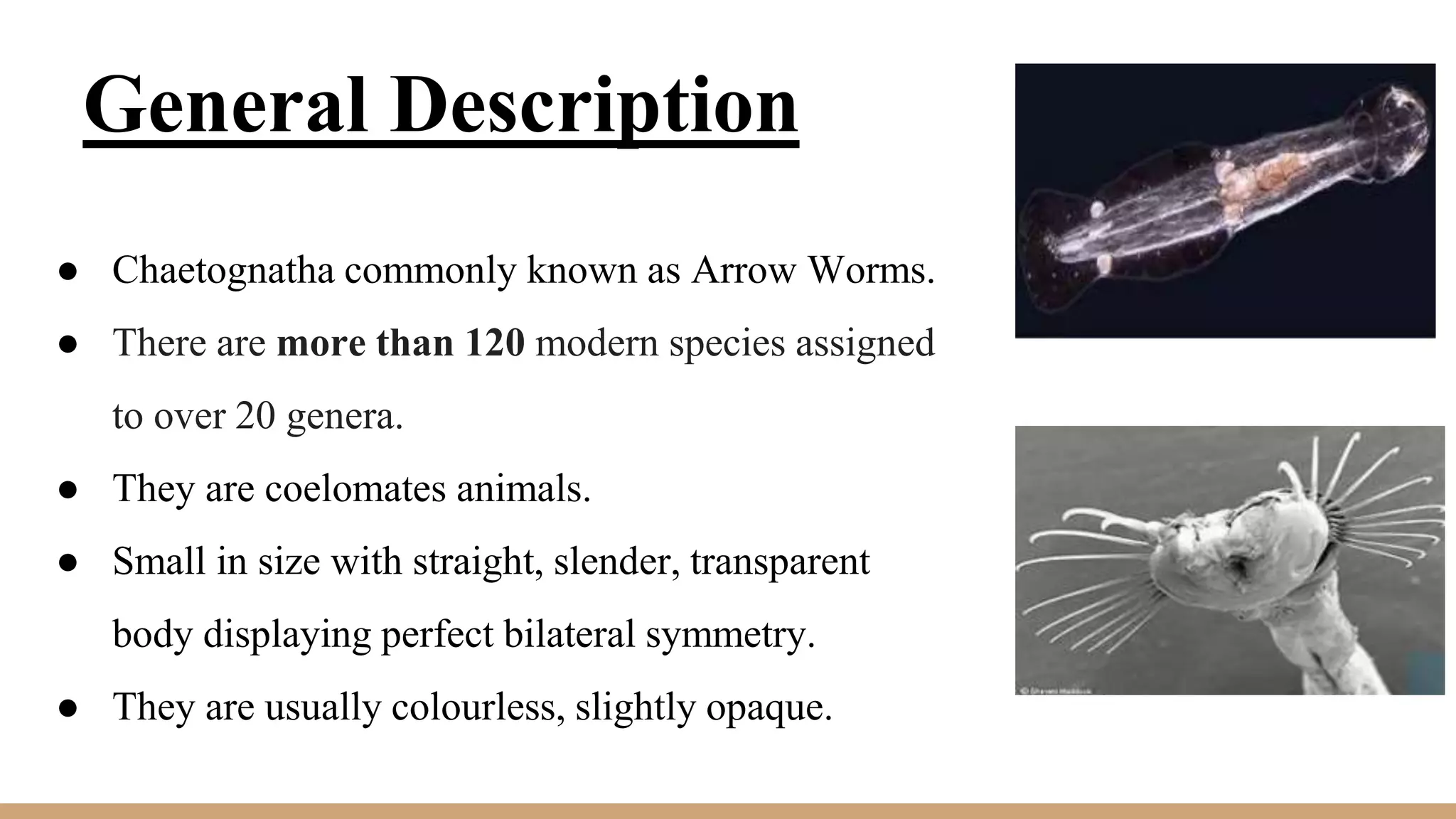 Phylum Chaetognaths.pptx
