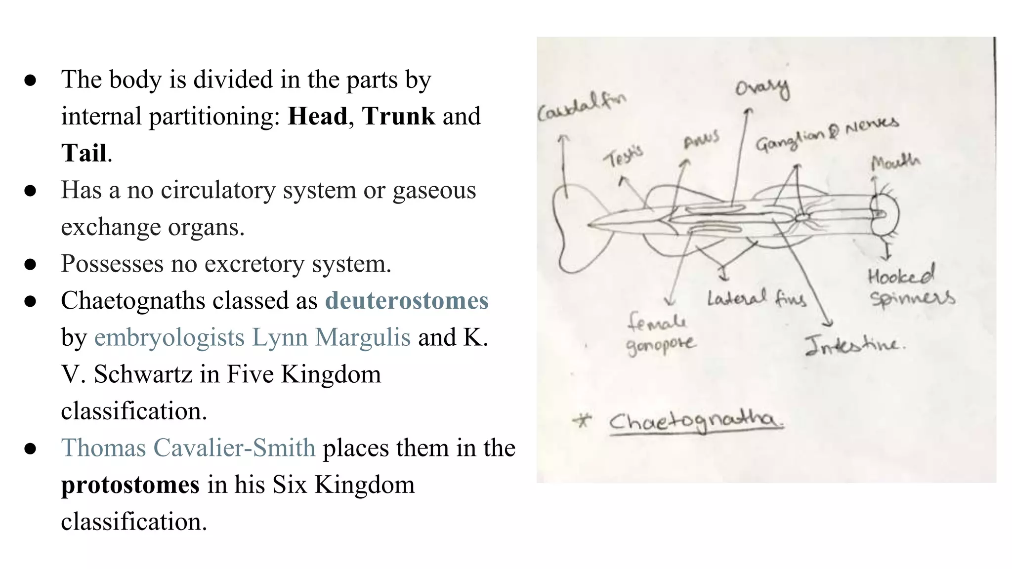 Phylum Chaetognaths.pptx