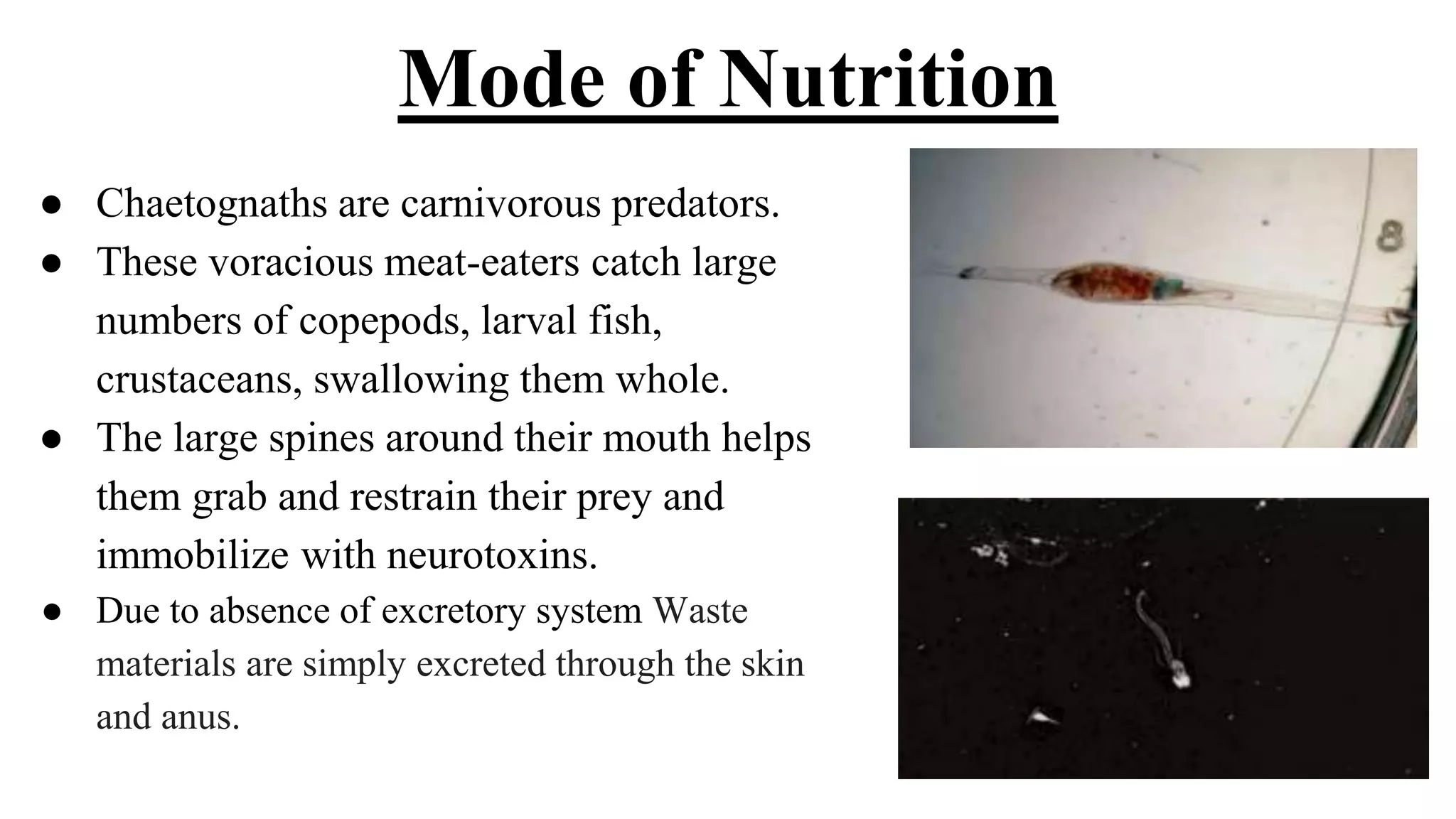 Phylum Chaetognaths.pptx