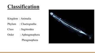 Phylum Chaetognaths.pptx