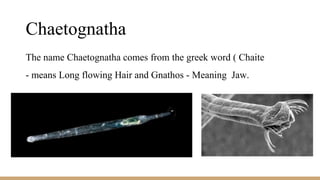 Phylum Chaetognaths.pptx