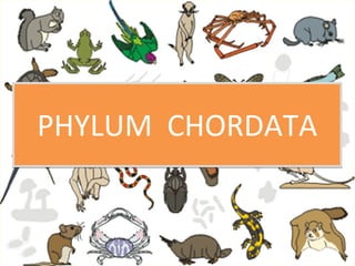 Phylum chordata | PPT