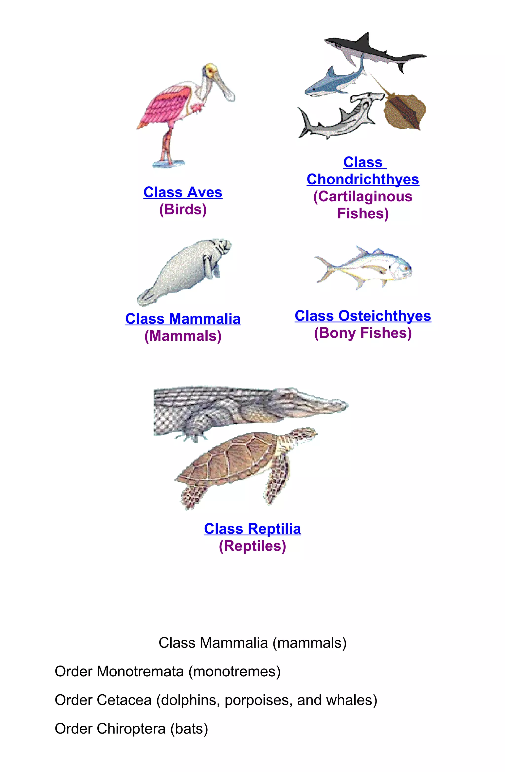 Phylum chordata | DOC