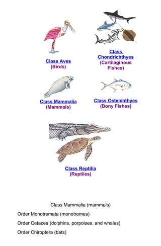 Phylum chordata | PDF