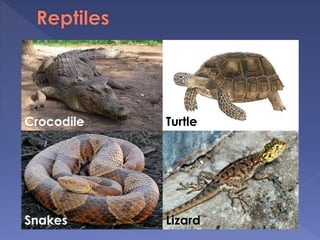 Phylum Chordata | PPTX | Reptiles | Pets