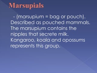 Phylum Chordata | PPTX | Reptiles | Pets