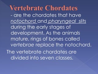 Phylum Chordata | PPTX