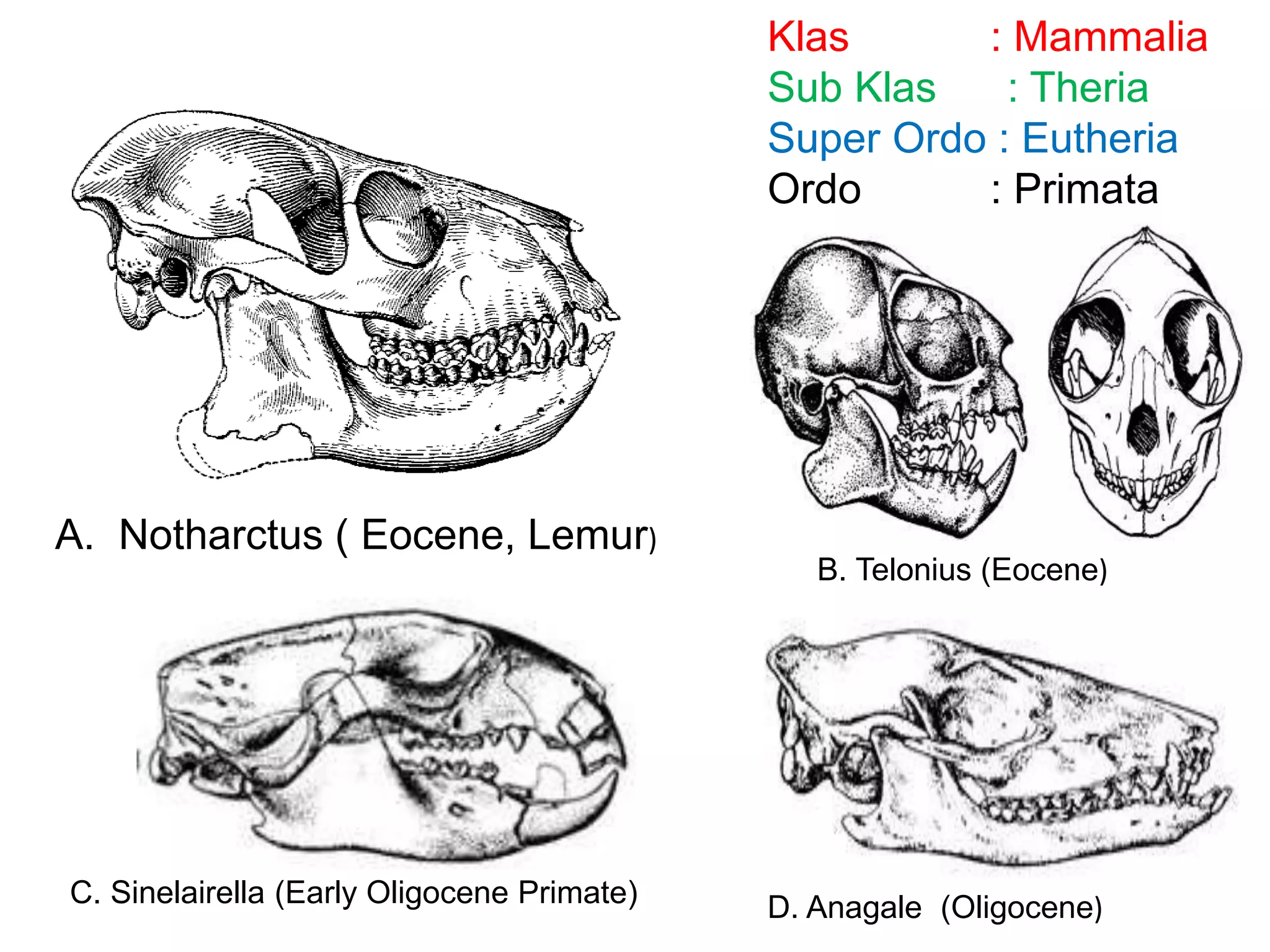 Phylum chordata | PPTX