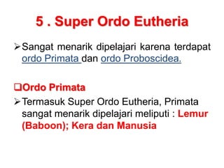 Phylum chordata | PPTX