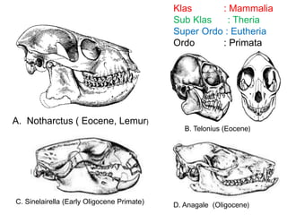 Phylum chordata | PPTX