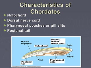 Phylum chordata | PPT