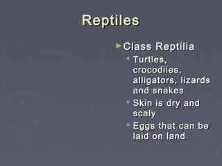 Phylum chordata | PPT