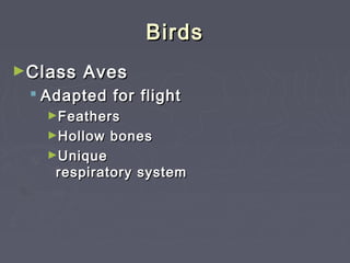 Phylum chordata | PPT