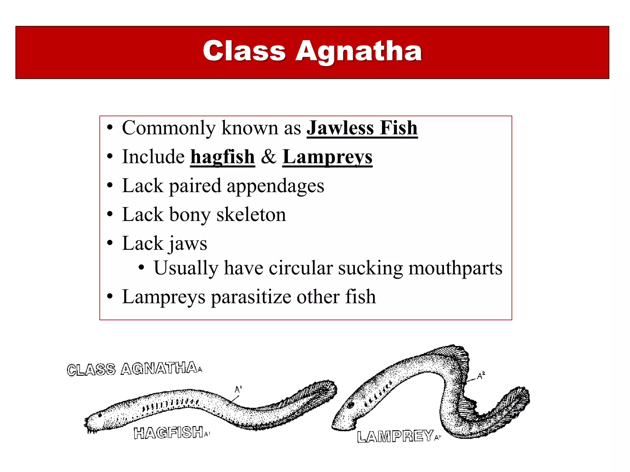 Phylum chordata-An overview | PPT