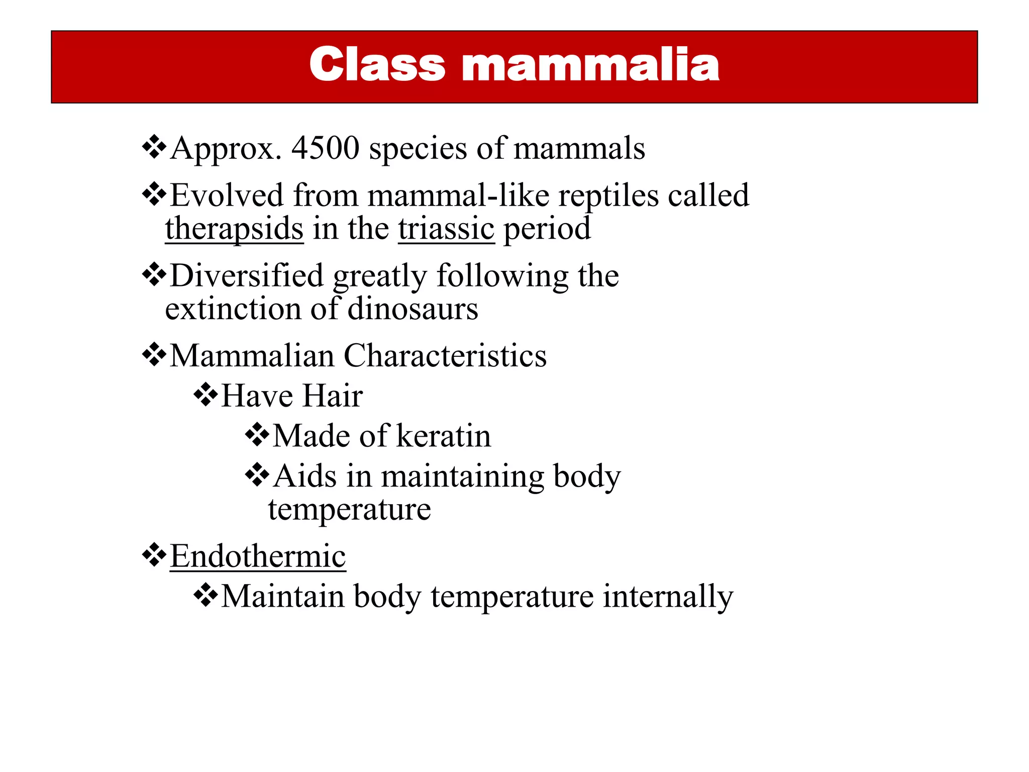 Phylum chordata-An overview | PPT