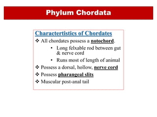 Phylum chordata-An overview | PPT