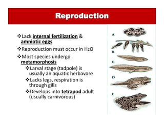 Phylum chordata-An overview | PPT