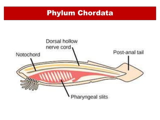 Phylum chordata-An overview | PPT