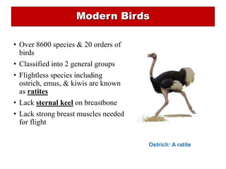 Phylum chordata-An overview | PPT