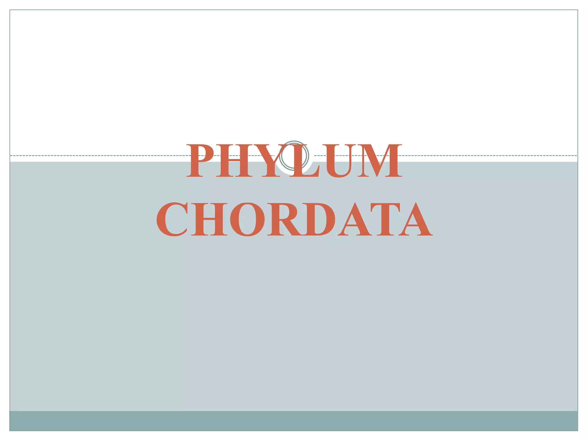 Phylum chordata - zoology | PPTX