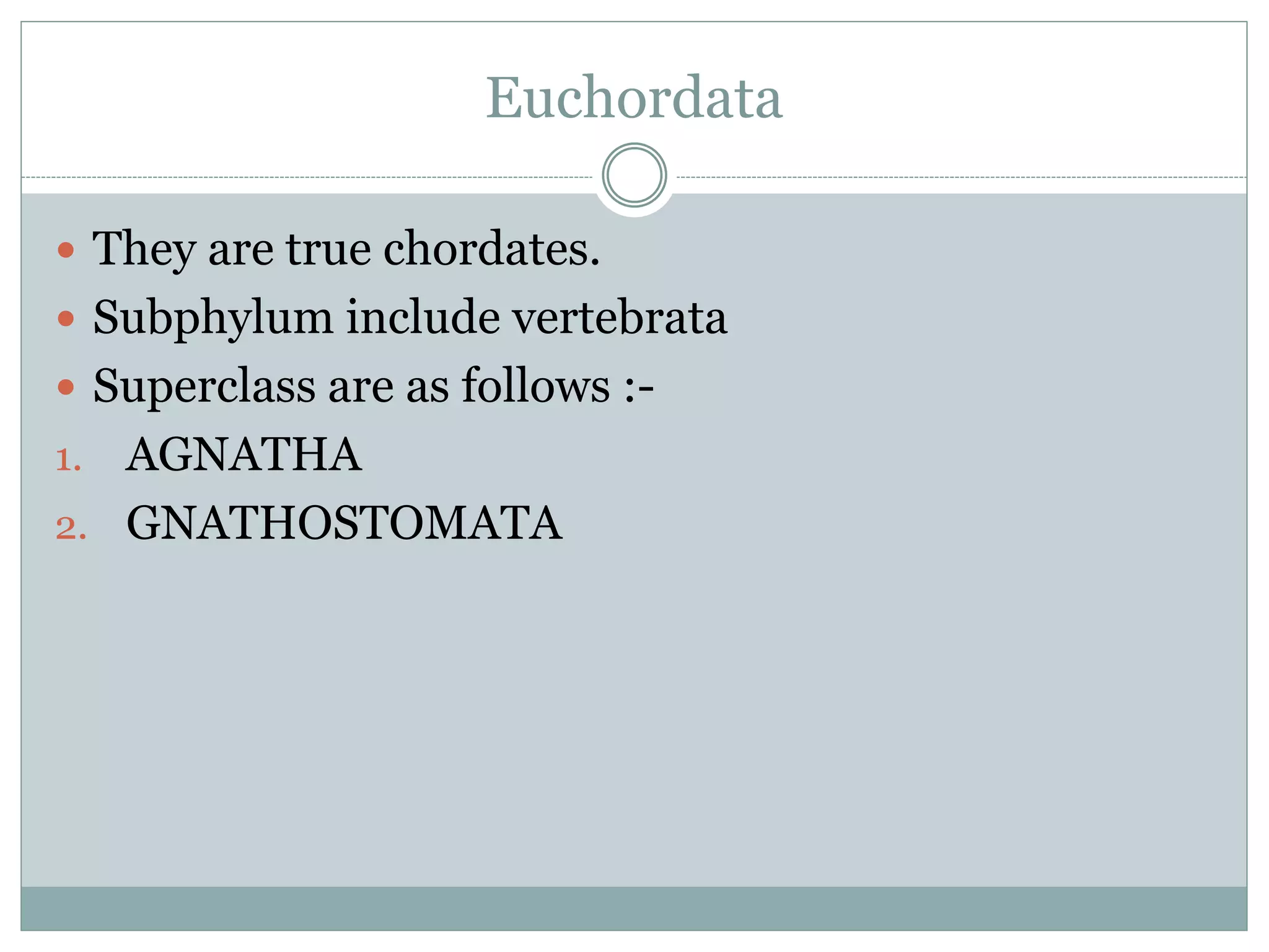 Phylum chordata - zoology | PPTX