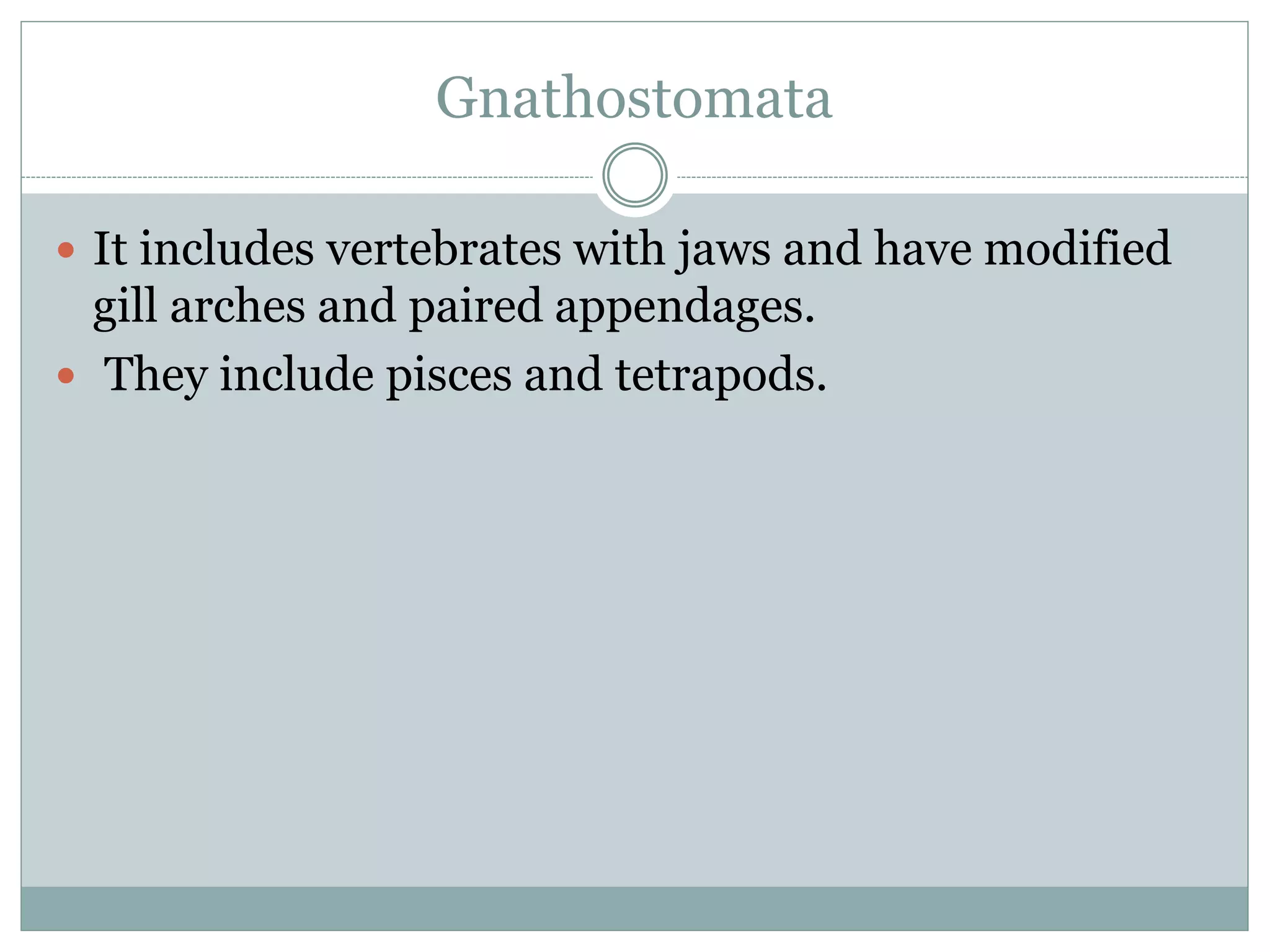 Phylum chordata - zoology | PPTX