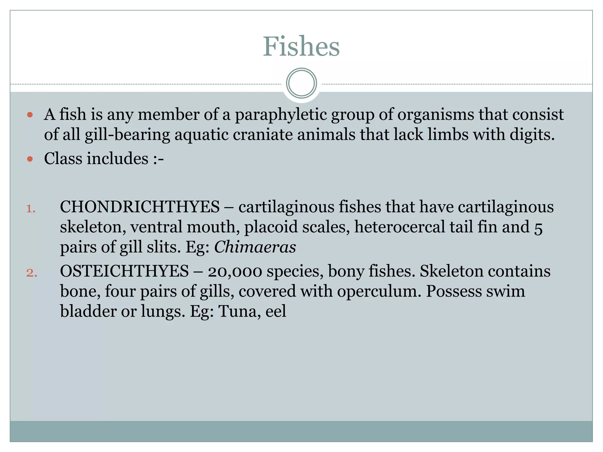 Phylum chordata - zoology | PPTX