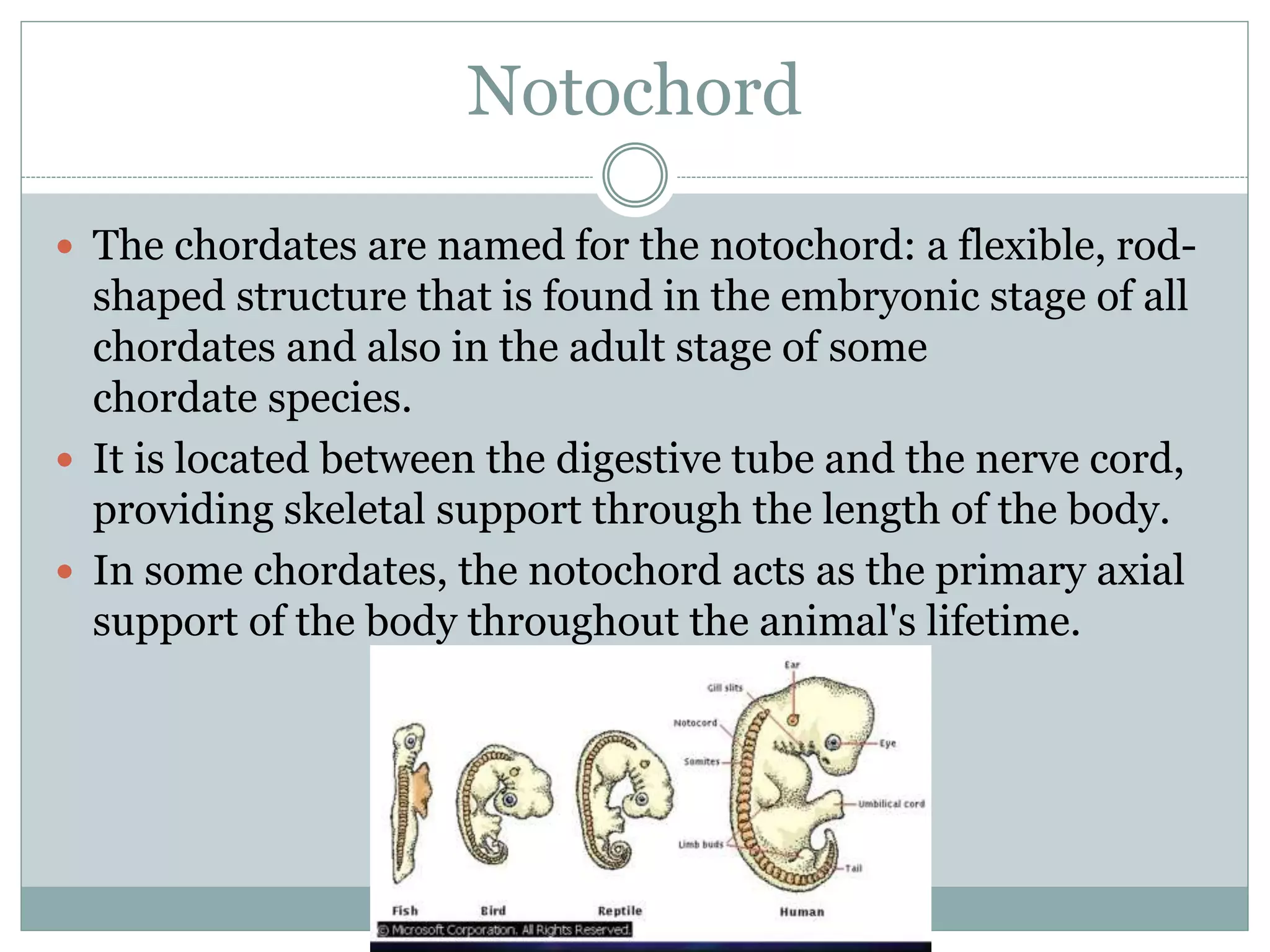 Phylum chordata - zoology | PPTX