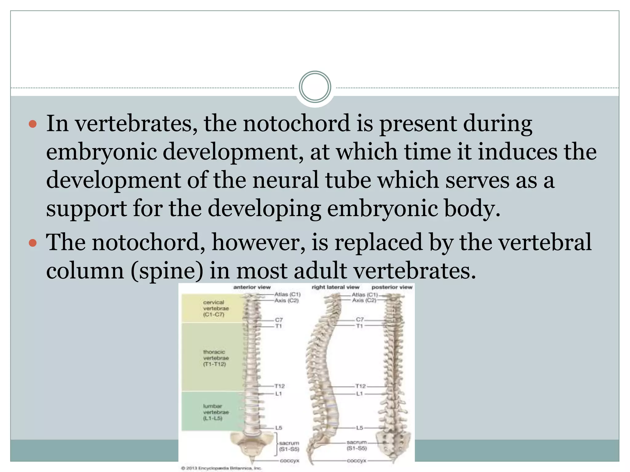 Phylum chordata - zoology | PPTX