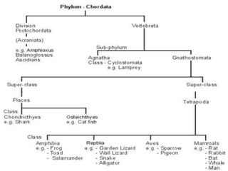 Phylum chordata - zoology | PPTX