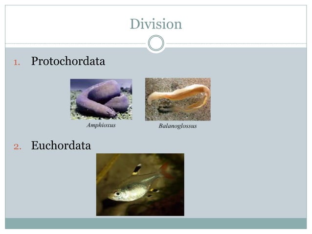Phylum chordata - zoology | PPTX | Fish and Aquariums | Pets