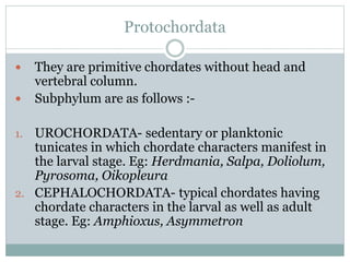 Phylum chordata - zoology | PPTX