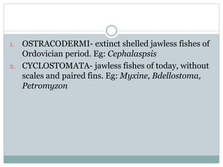 Phylum chordata - zoology | PPTX