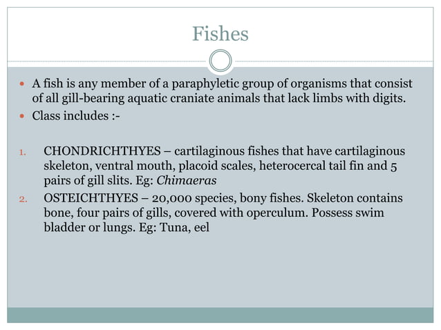 Phylum chordata - zoology | PPTX | Fish and Aquariums | Pets