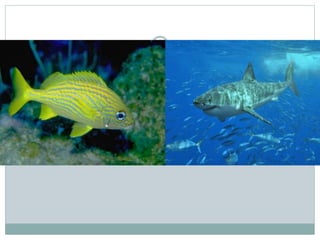 Phylum chordata - zoology | PPTX