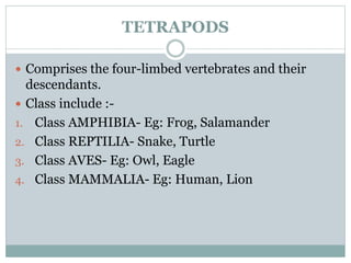 Phylum chordata - zoology | PPTX