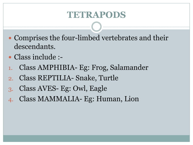 Phylum chordata - zoology | PPTX | Fish and Aquariums | Pets