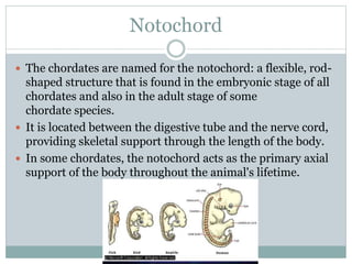 Phylum chordata - zoology | PPTX